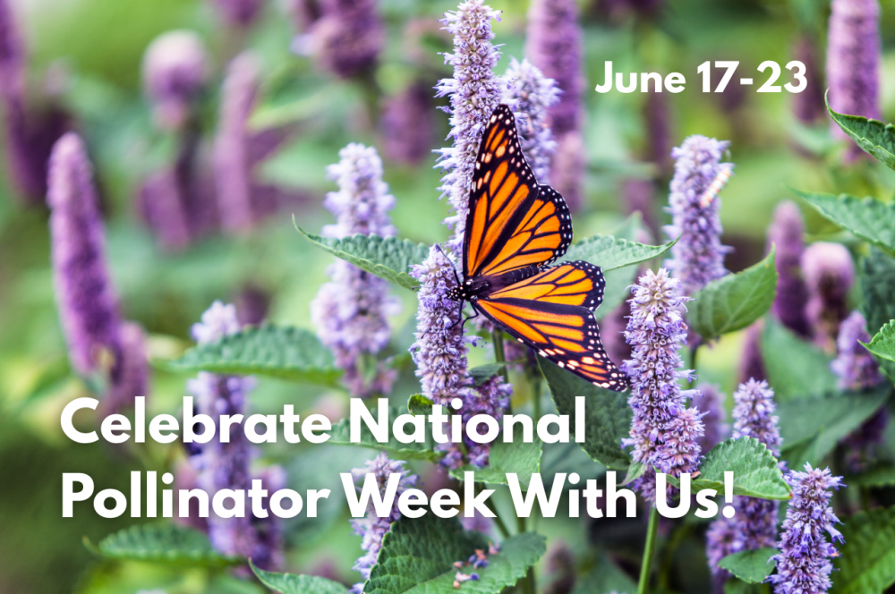 Celebrate National Pollinator Week - Pollinator Friendly Plants